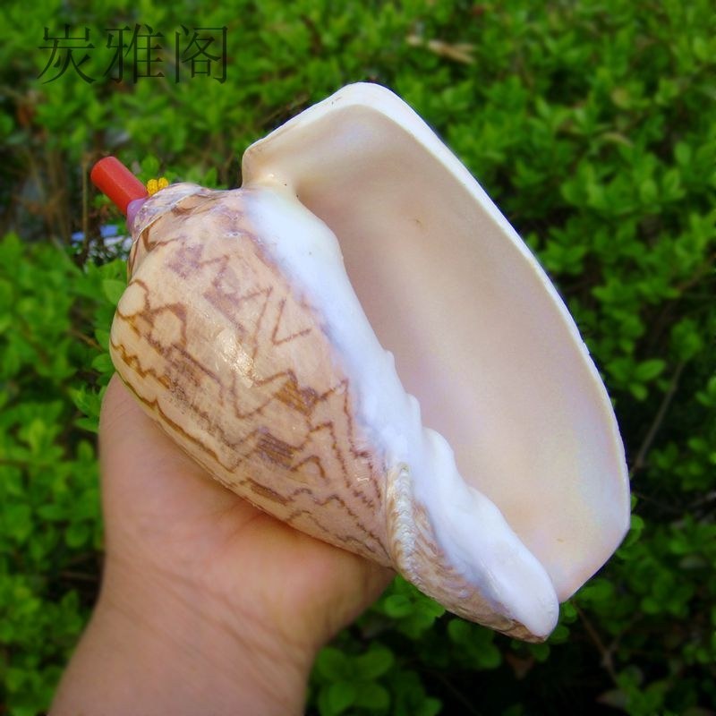 Conch/shell/coral from the best shopping agent yoycart.com